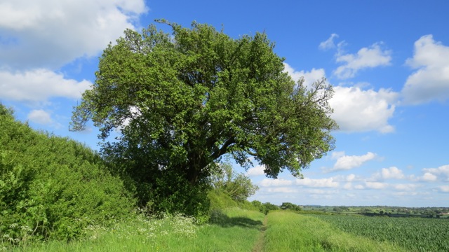 Cubbington’s view of the wild pear tree – STOP HS2 – The national ...
